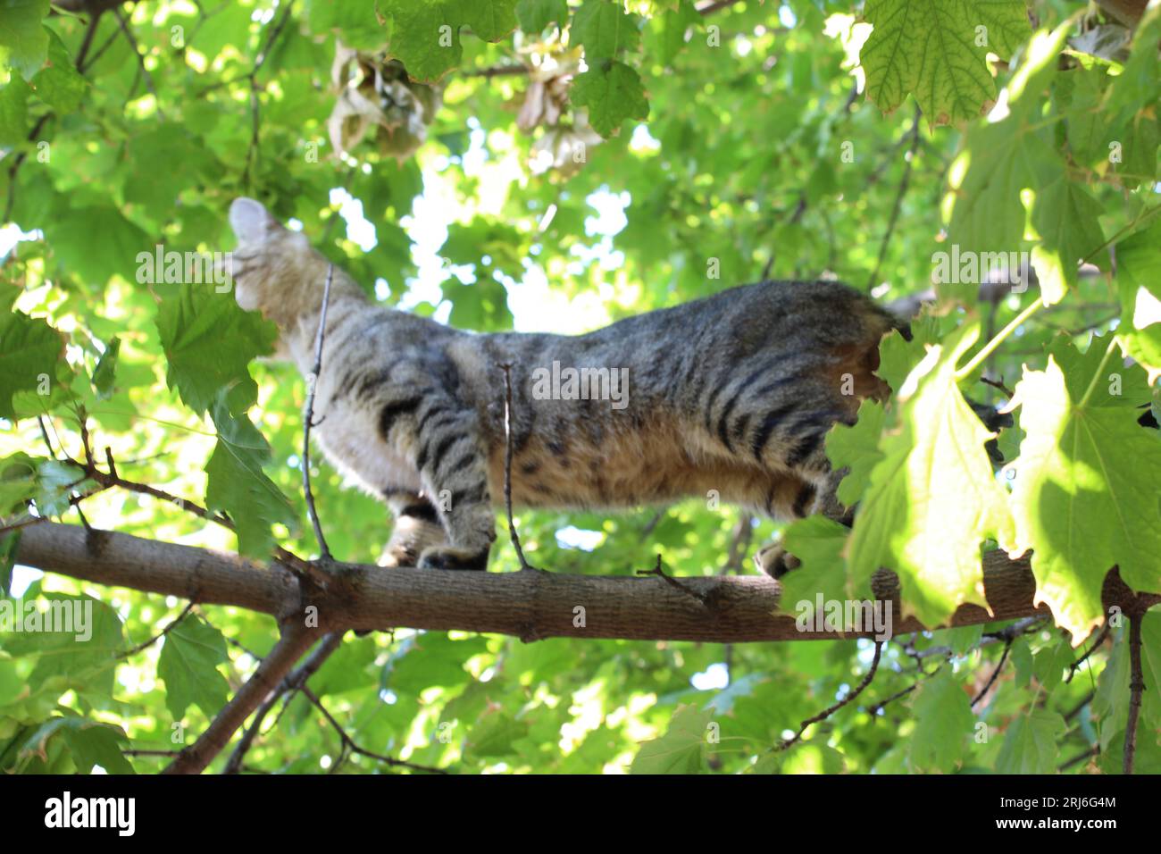 Tabby cat on the maple tree Stock Photo - Alamy