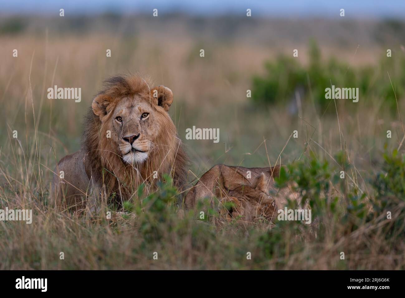 A selective focus of a predatory lion in a grassy field with a blurry ...