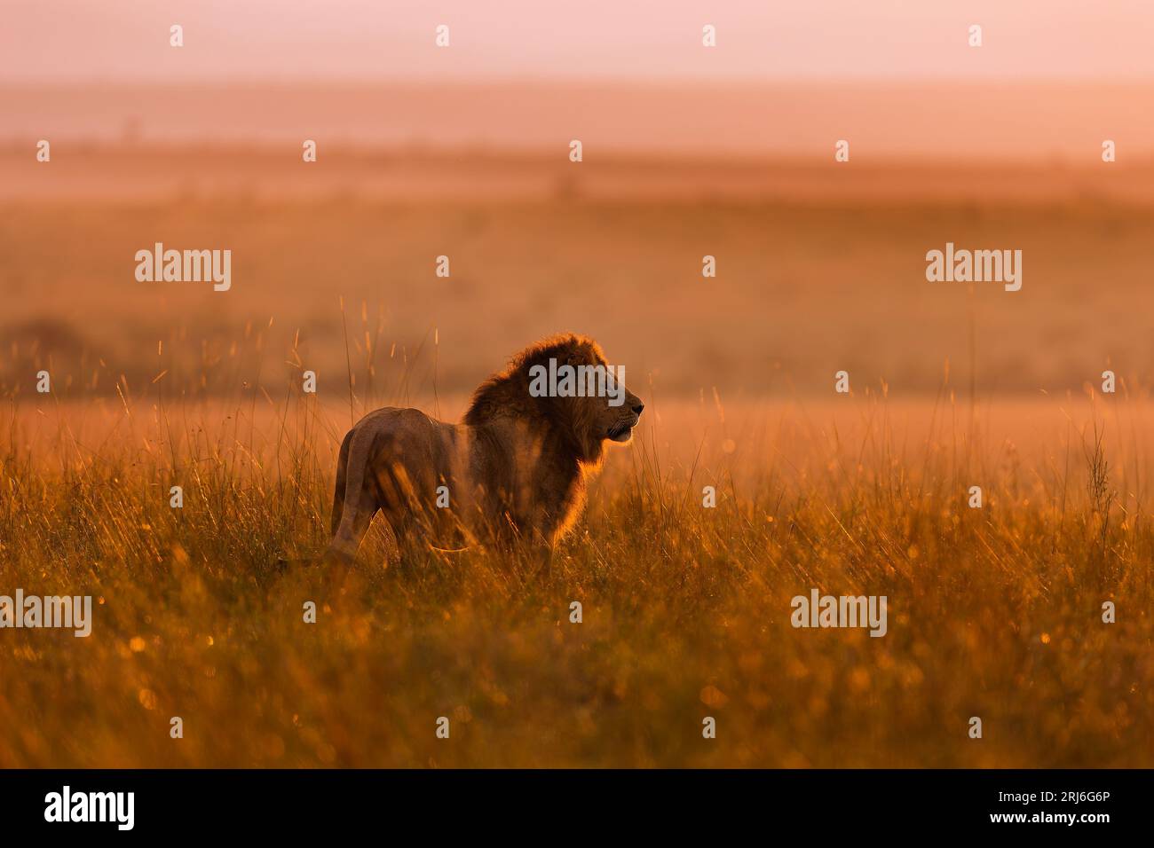 A selective focus of a predatory lion in a grassy field with a blurry ...