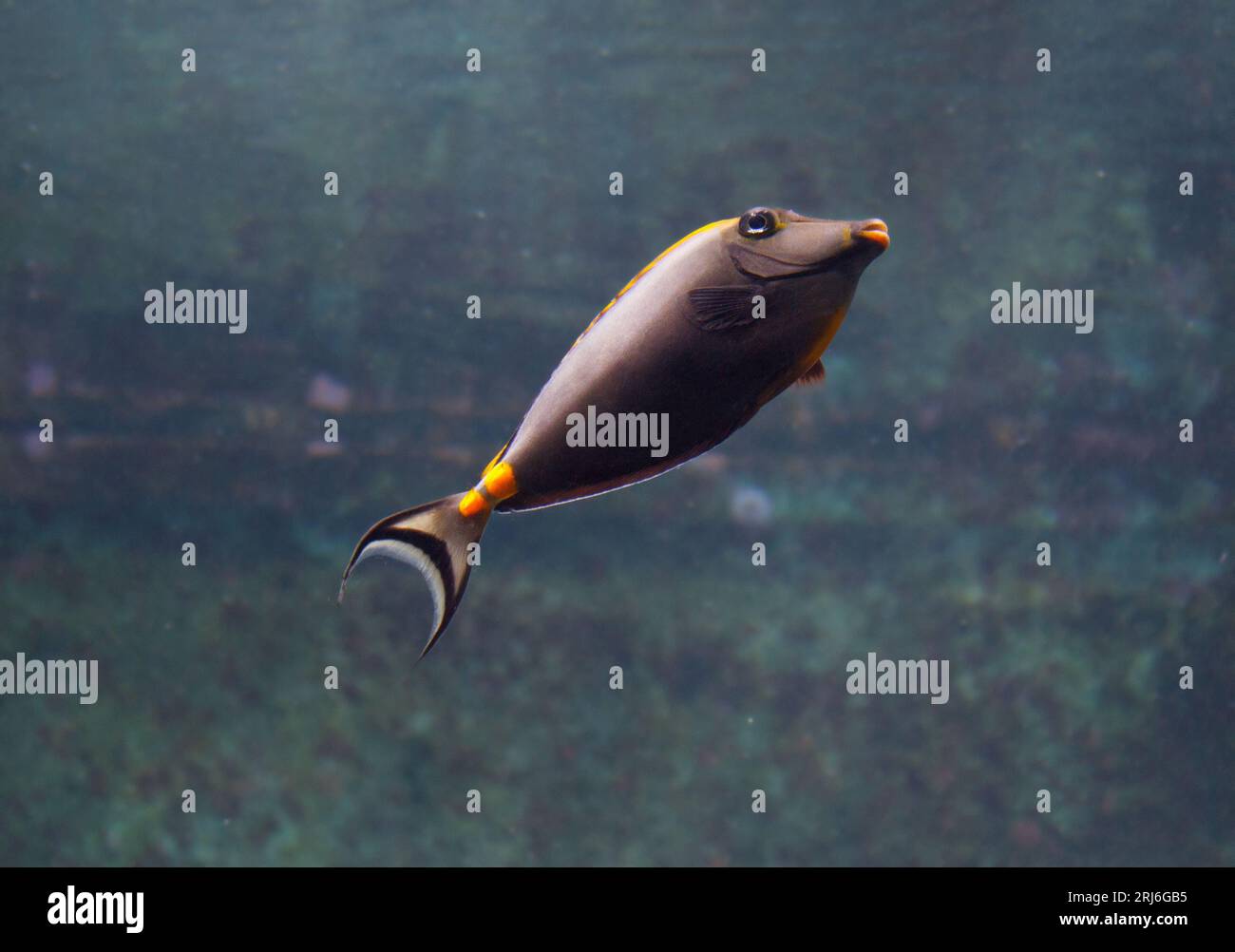 Pacific orange spine unicornfish hi-res stock photography and images ...