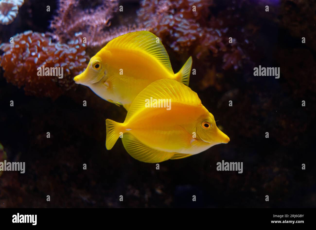 School of yellow tangs hi-res stock photography and images - Alamy