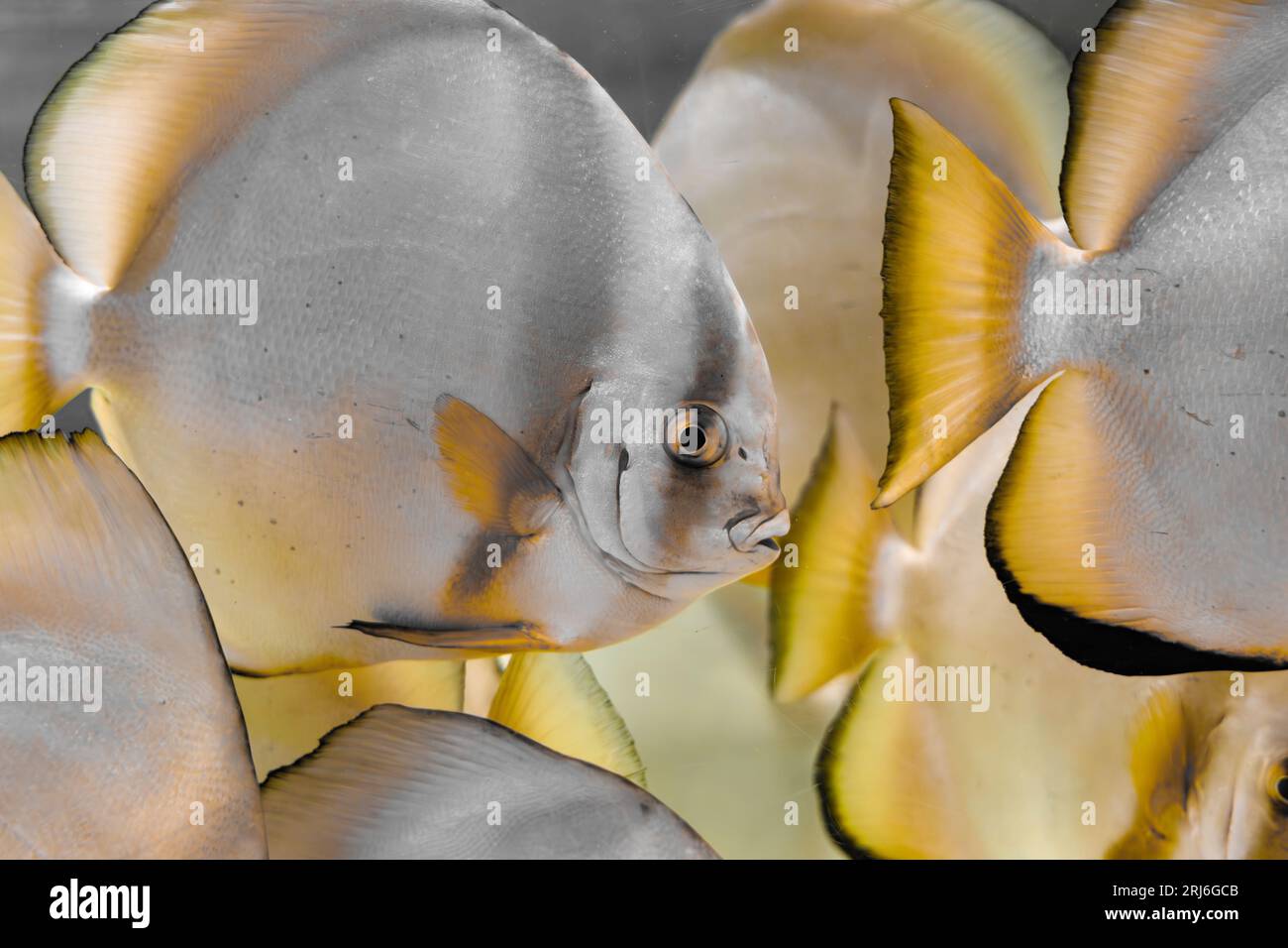 A closeup of orbicular batfish swimming underwater in an aquarium Stock ...