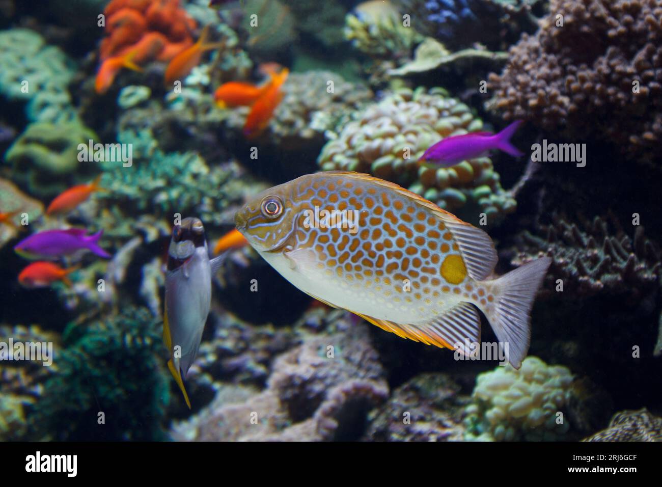 A closeup of orange-spotted spinefoot swimming underwater in an ...
