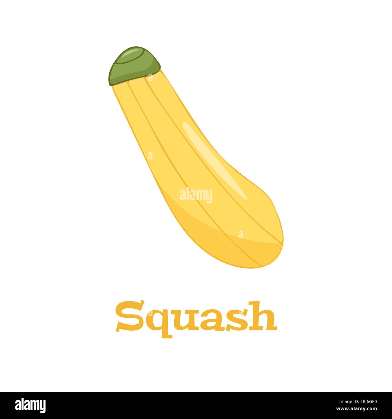 Cartoon squash on white background, healthy food, vegetable harvest ...