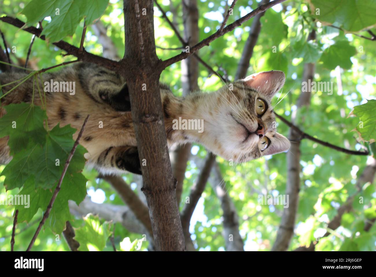 Balkan maple hi-res stock photography and images - Alamy