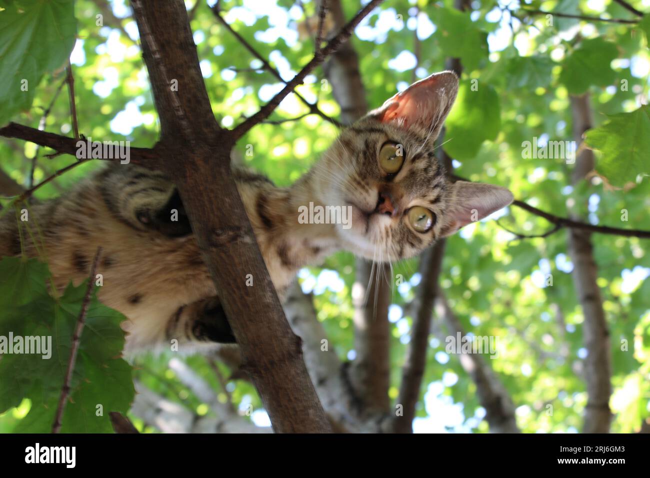 European tabby cats hi-res stock photography and images - Alamy