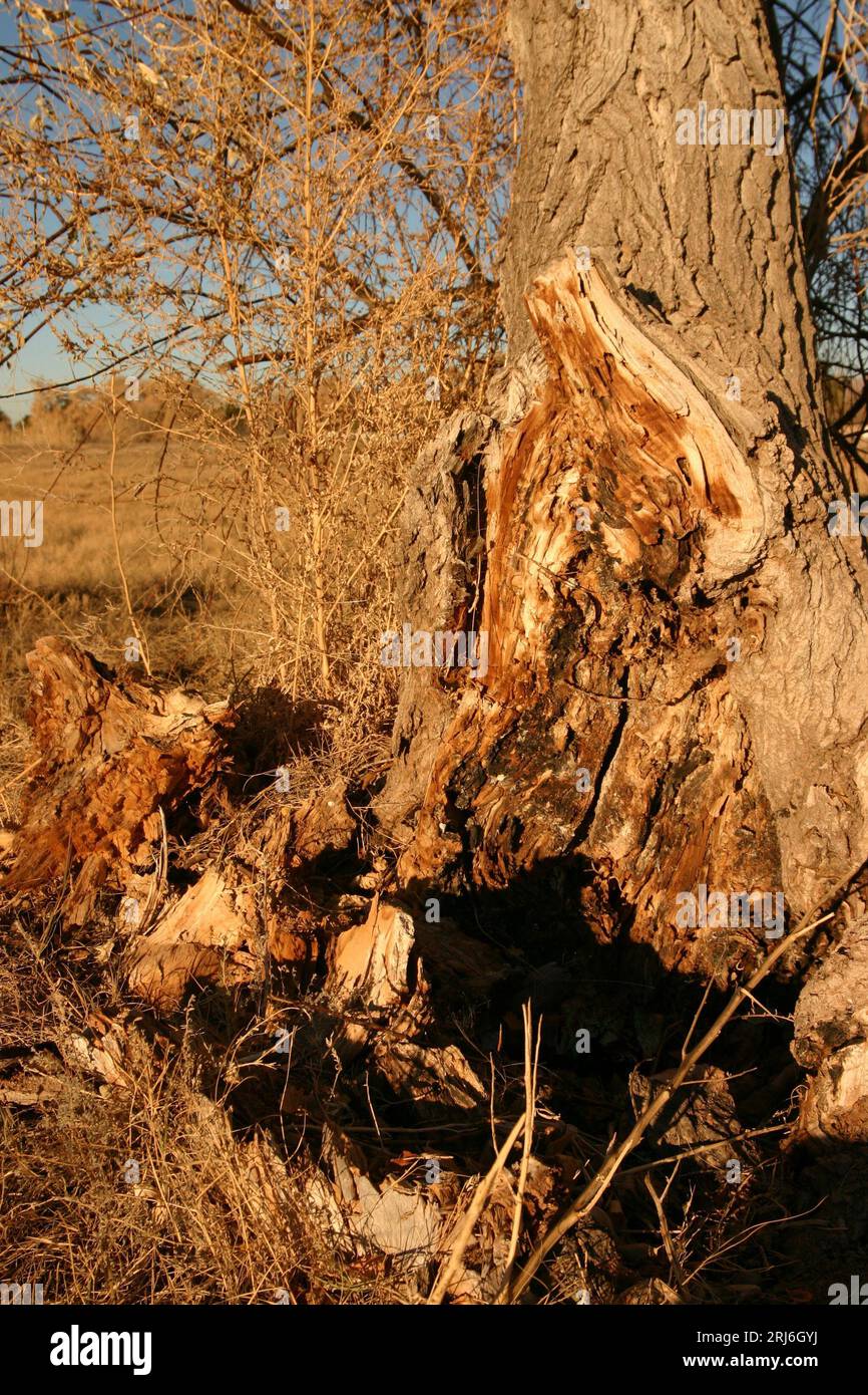 Dying lone hi-res stock photography and images - Alamy