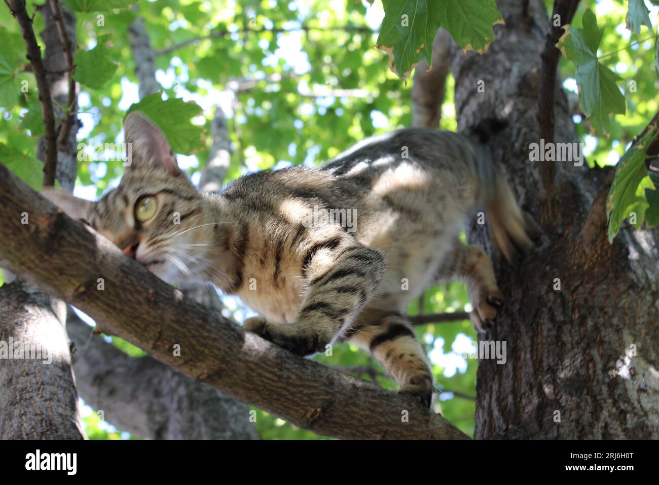 European tabby cats hi-res stock photography and images - Alamy