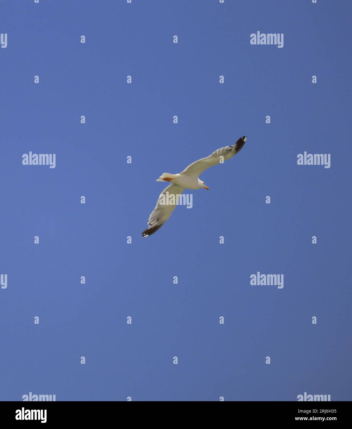 A SEAGULL FLIES IN THE BLUE SKY SPREADING ITS WINGS AND SHOWING ITS RED ...