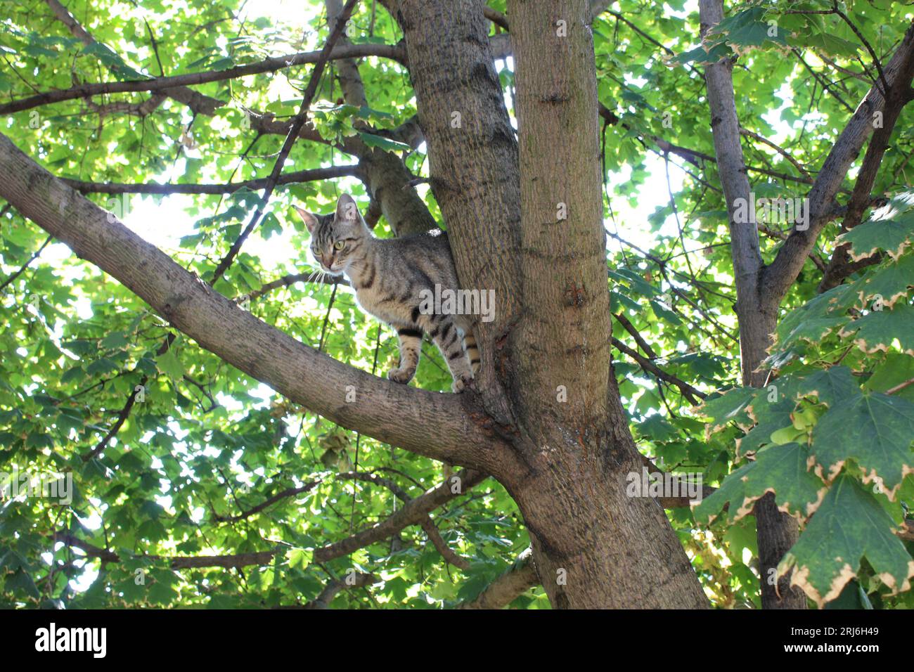 European tabby cats hi-res stock photography and images - Alamy