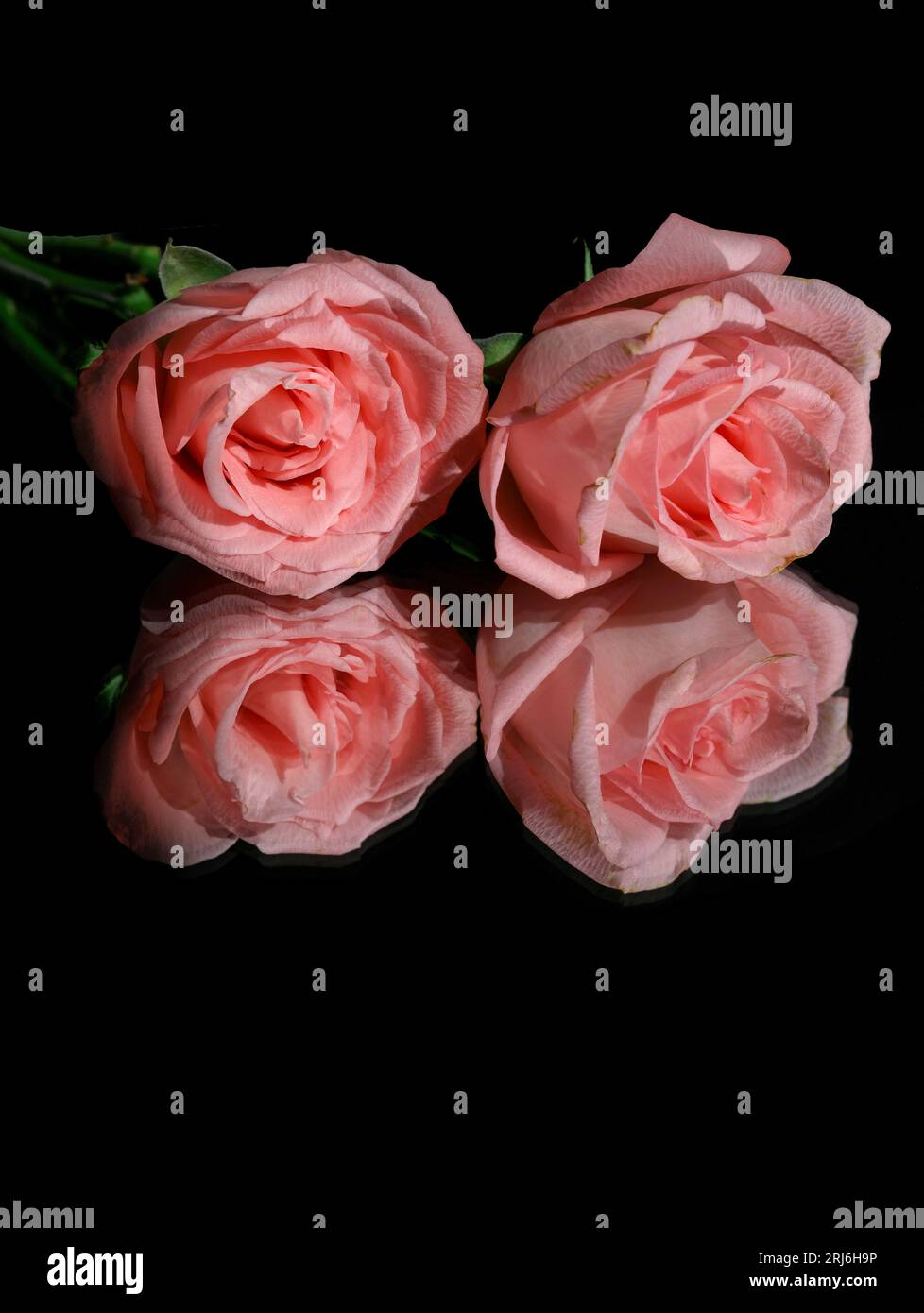 A stunning image featuring two beautiful pink roses standing out on a ...