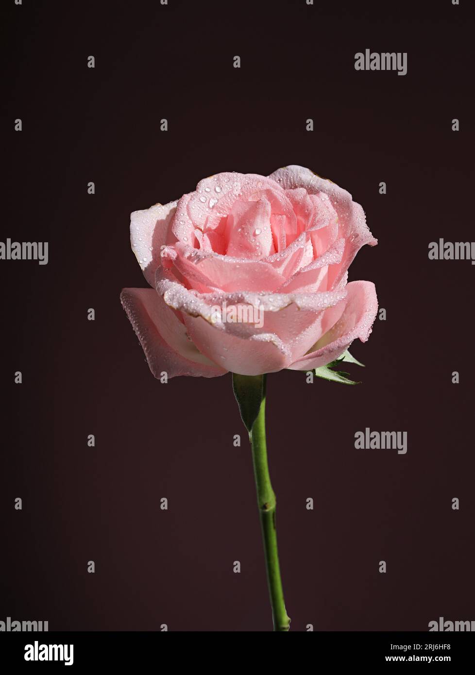 A single pink rose with sparkling water droplets on dark background ...