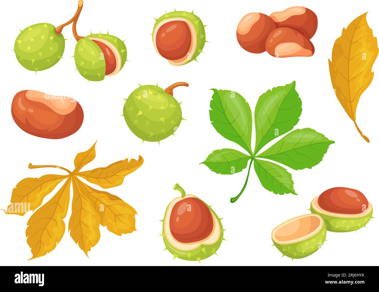 American chestnut tree Stock Vector Images - Alamy