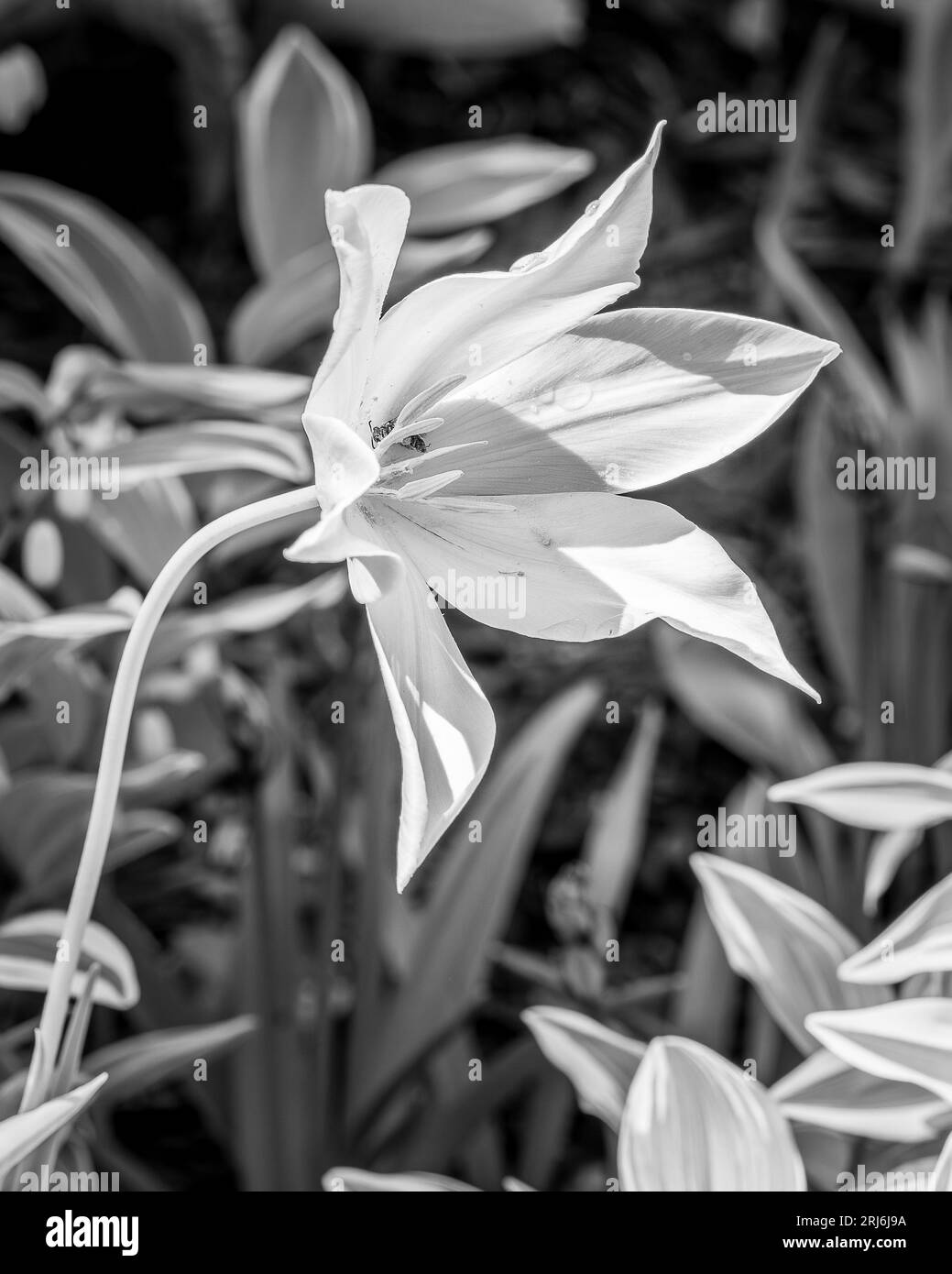 A grayscale of a Wild tulip in a lush green garden with a blurry ...