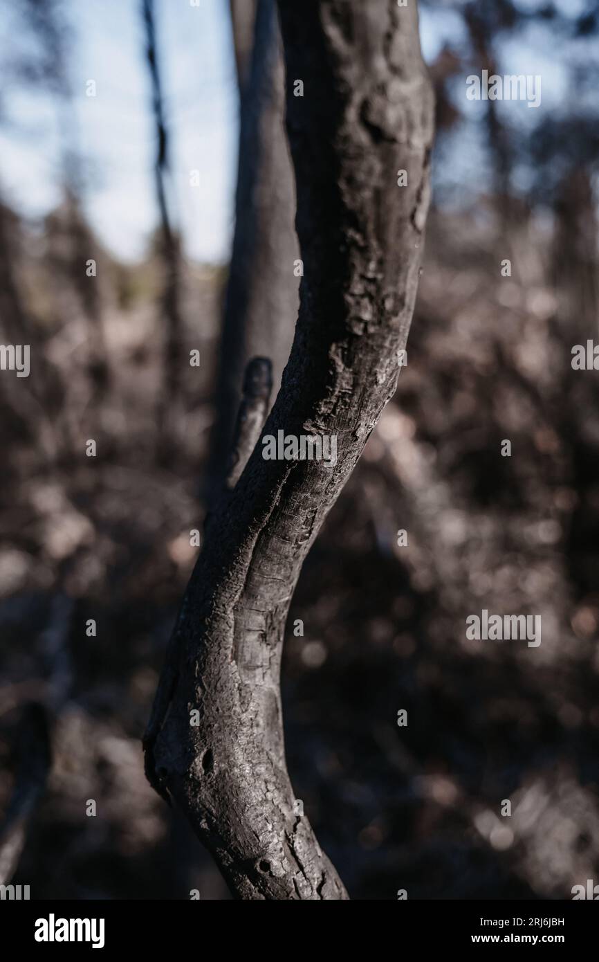 Forest fire island of Euboea burned black trees with ash after ...