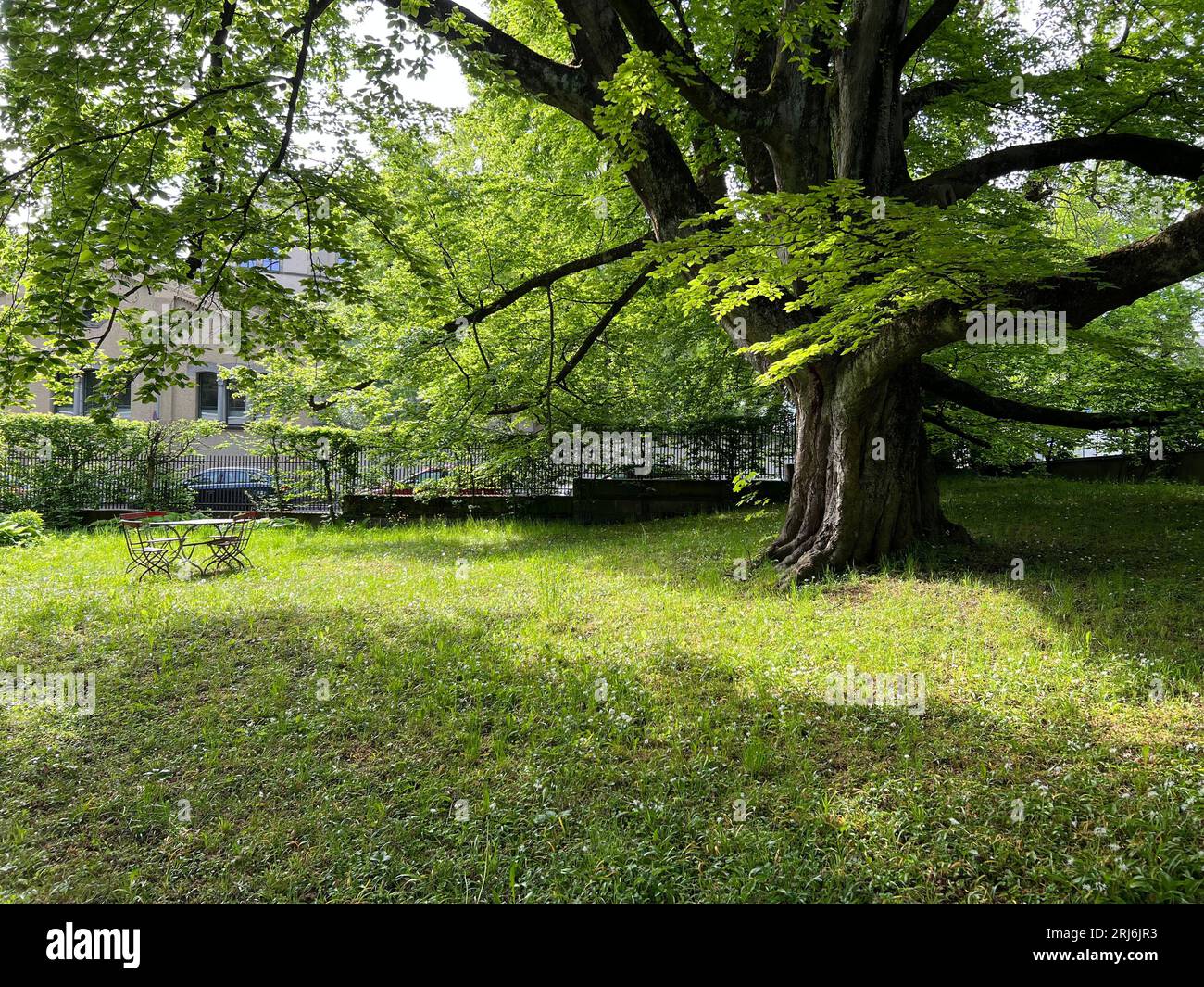 A lush green tree towers over a grassy meadow Stock Photo - Alamy