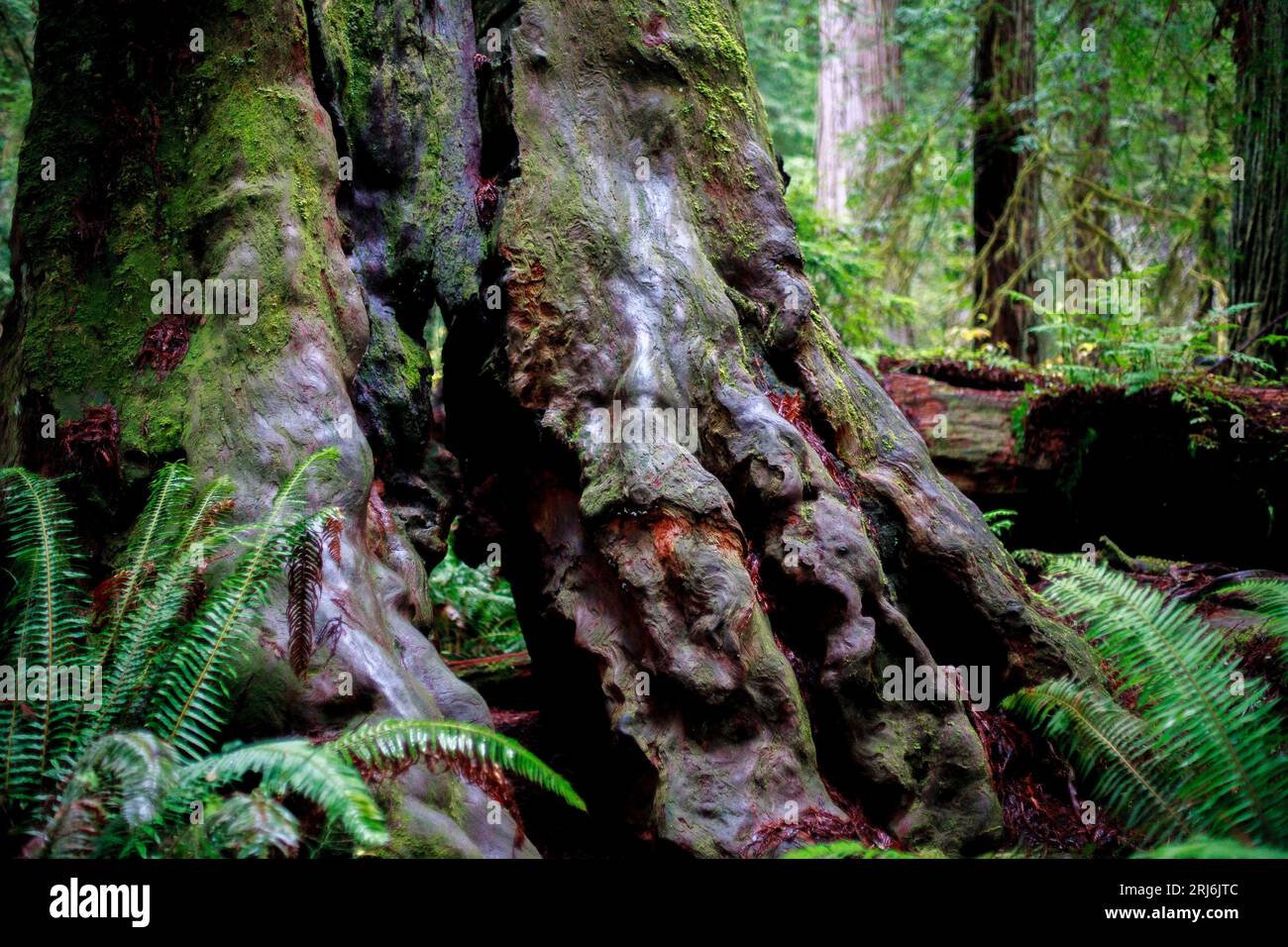 The mossy trunk of a big tree in the rainforest Stock Photo - Alamy