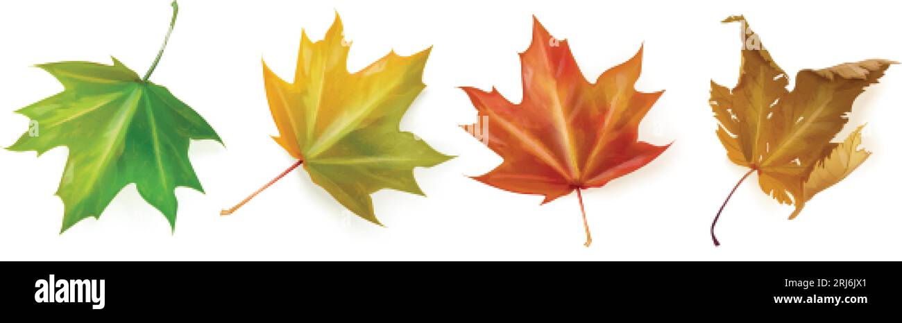 Canadian November Backgrounds
