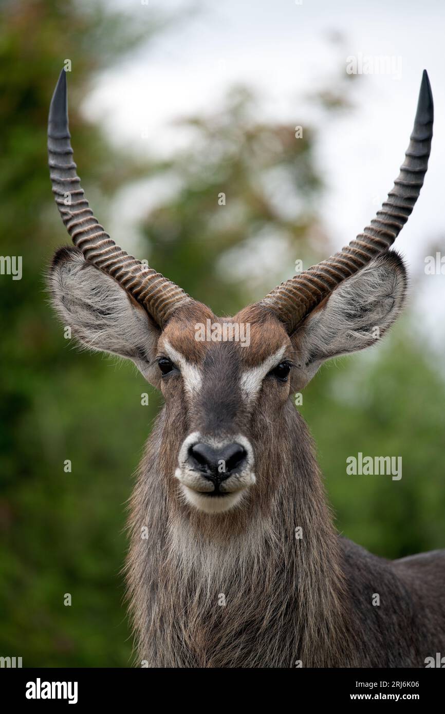 A portrait of a waterbuck in a savannah with a blurry background Stock ...