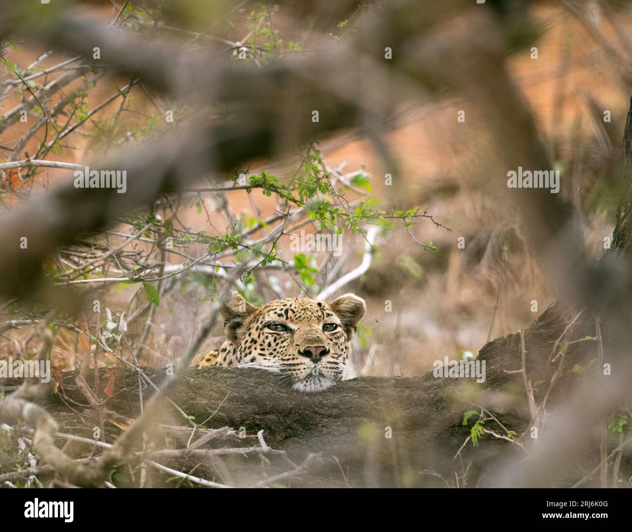 A selective focus of a leopard in a forest covered in dried branches and grass Stock Photo - Alamy