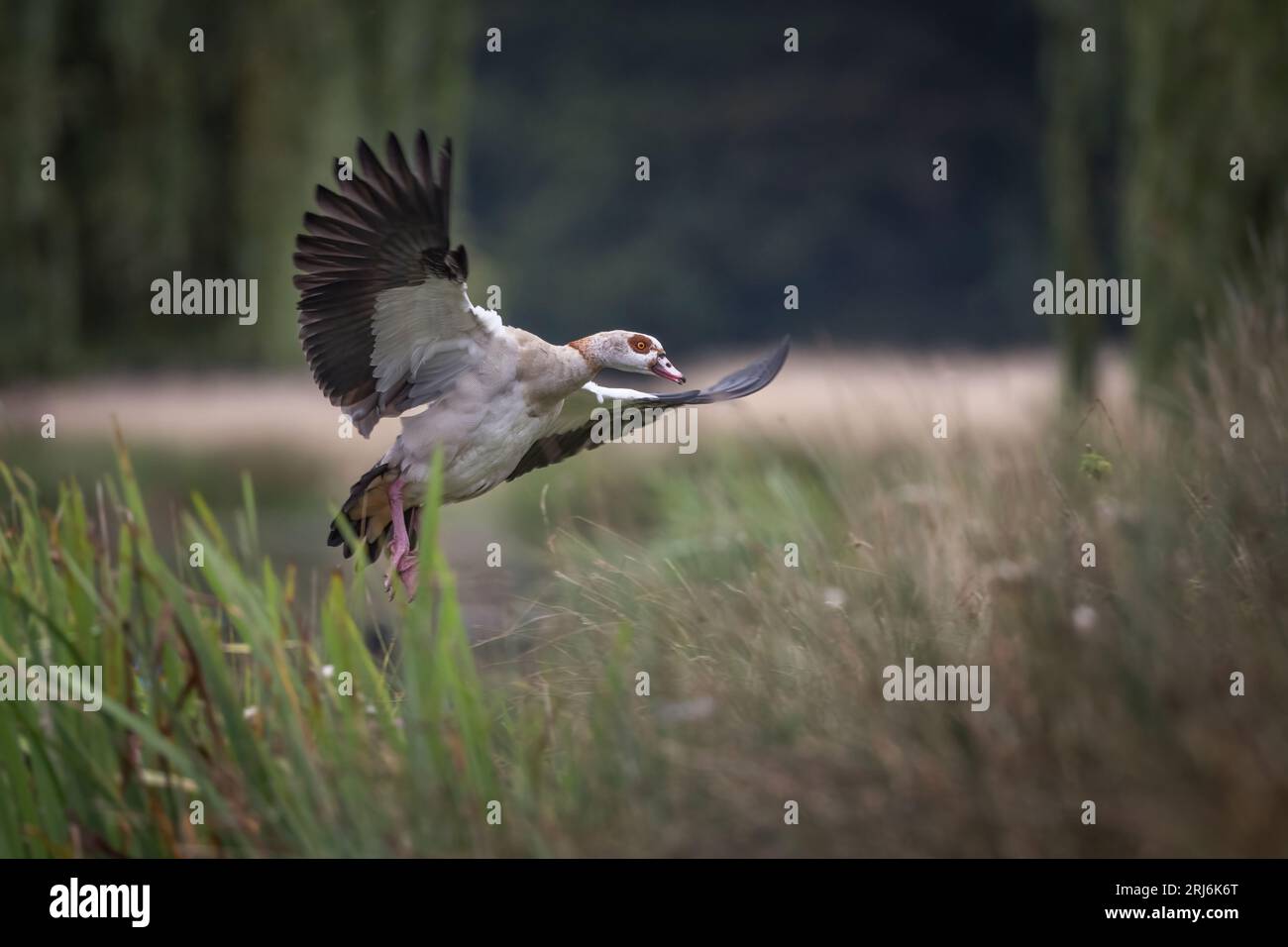 Egyptian goose landing in the reed beds growing in the ponds at Bushy ...