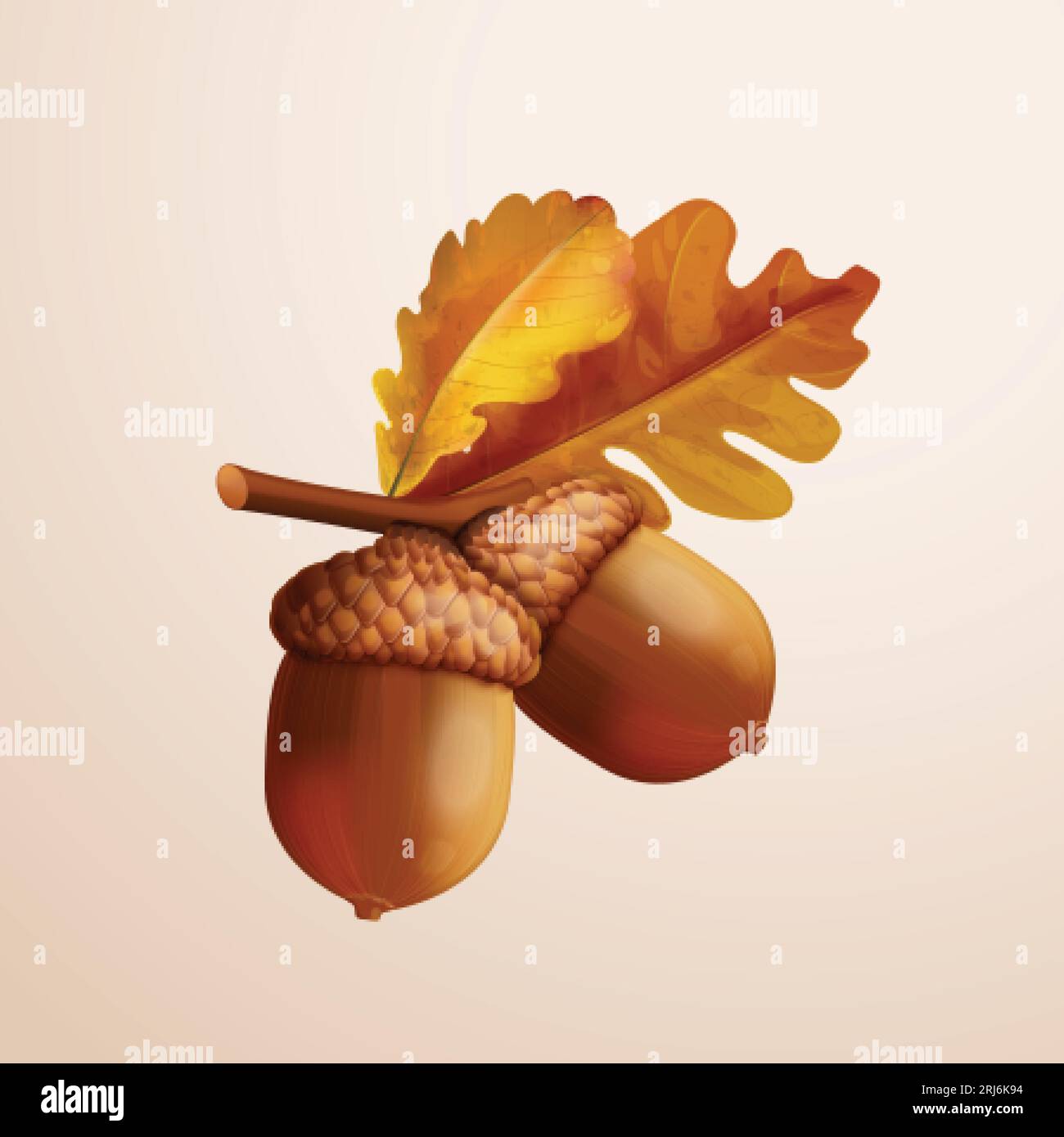 3d acorn. Realistic oak nut with leaves, isolated acorns and fall leaf for autumn nature ...