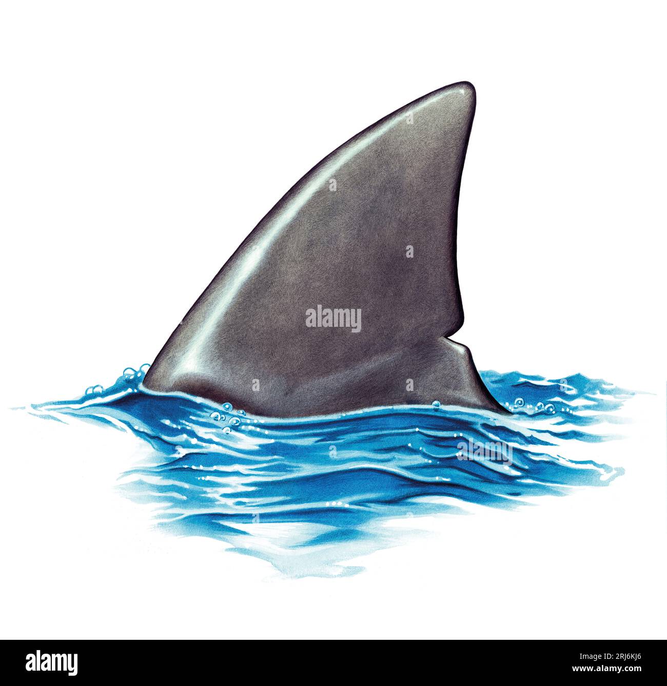 Shark Fin Illustration