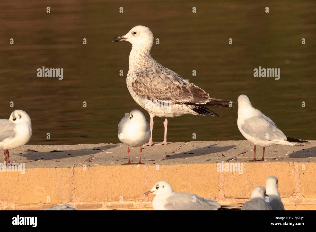 Wintering Immature Yellow-legged gull Larus michahellis resting on the ...