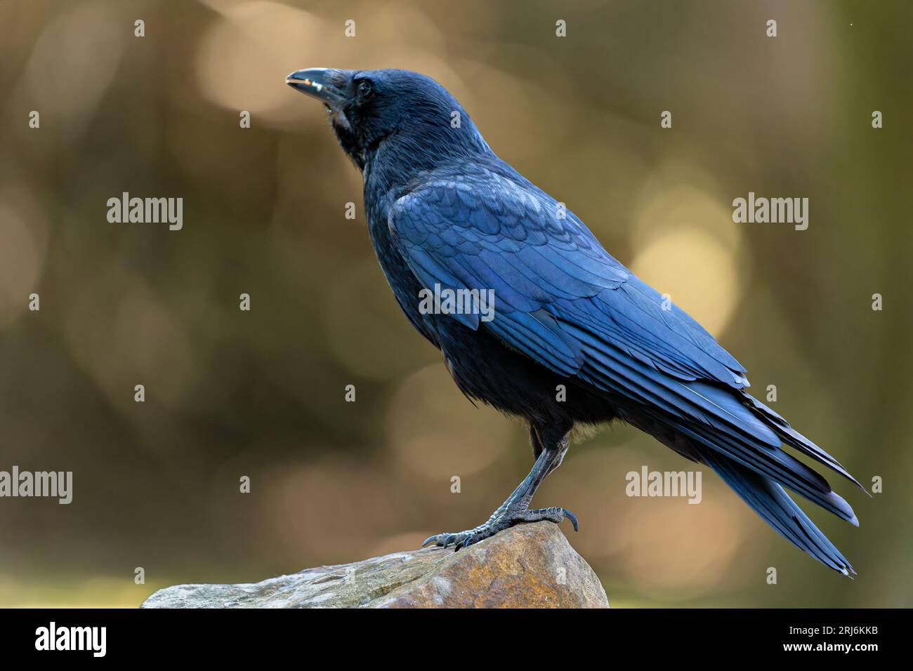 A glossy black crow perched atop a stone stump in a forest setting ...