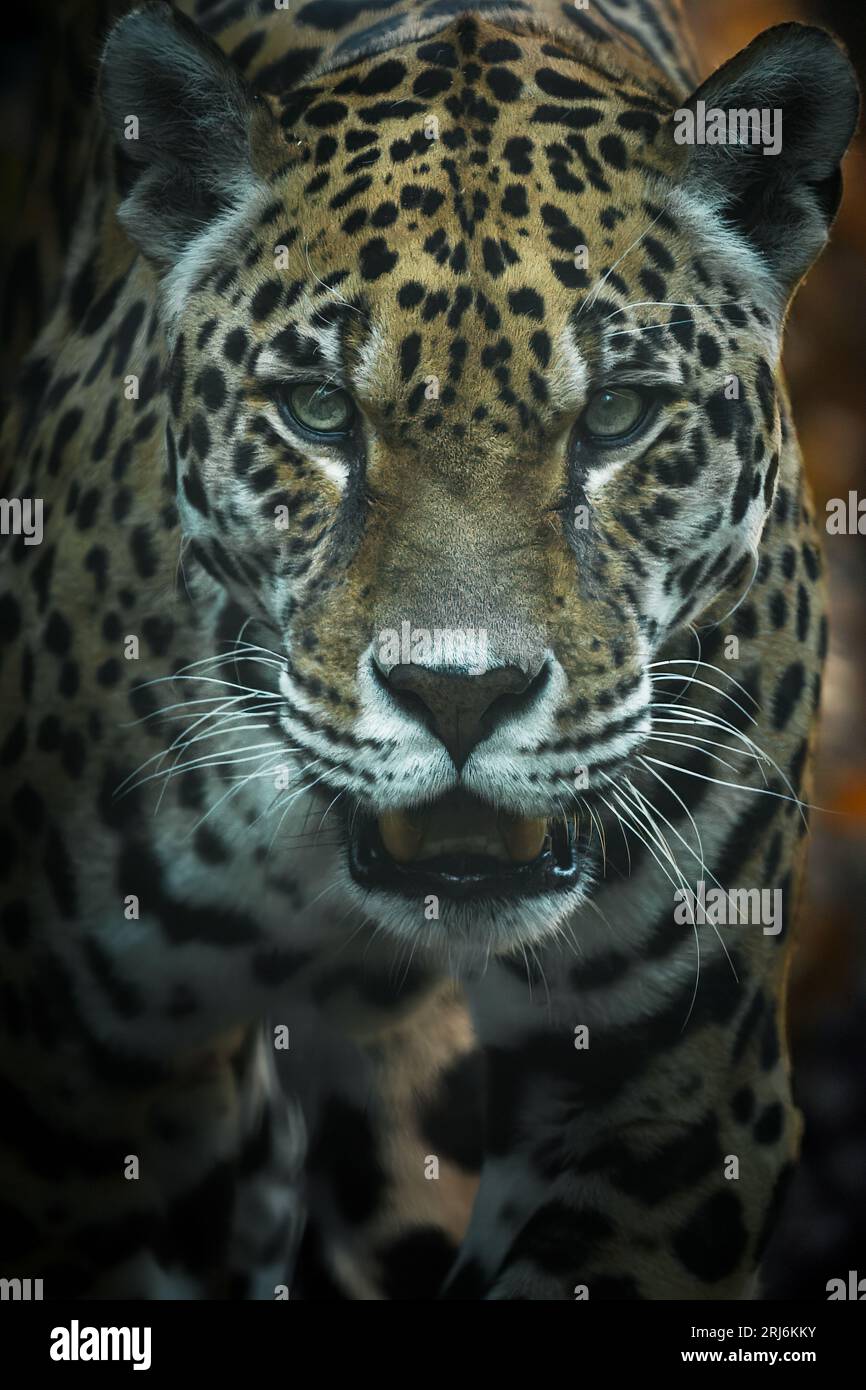 Stoic stare hi-res stock photography and images - Alamy