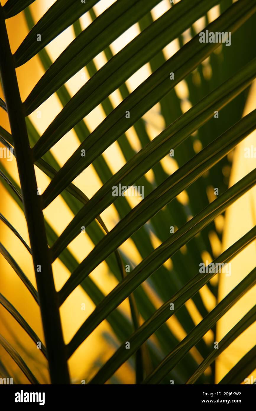 A vibrant tropical leaf creating a beautiful, tropical landscape Stock ...
