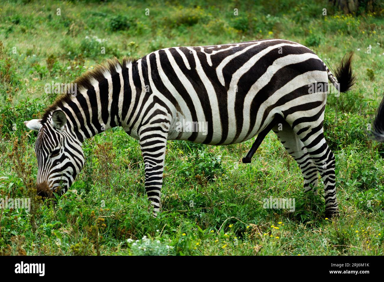 Zebra with an erection Stock Photo - Alamy
