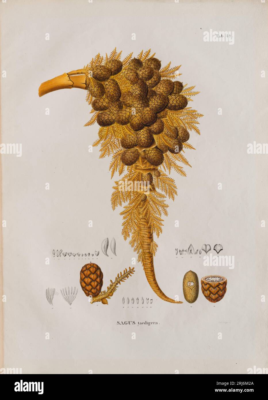 Sagus taedigera by Anton Falger Stock Photo - Alamy