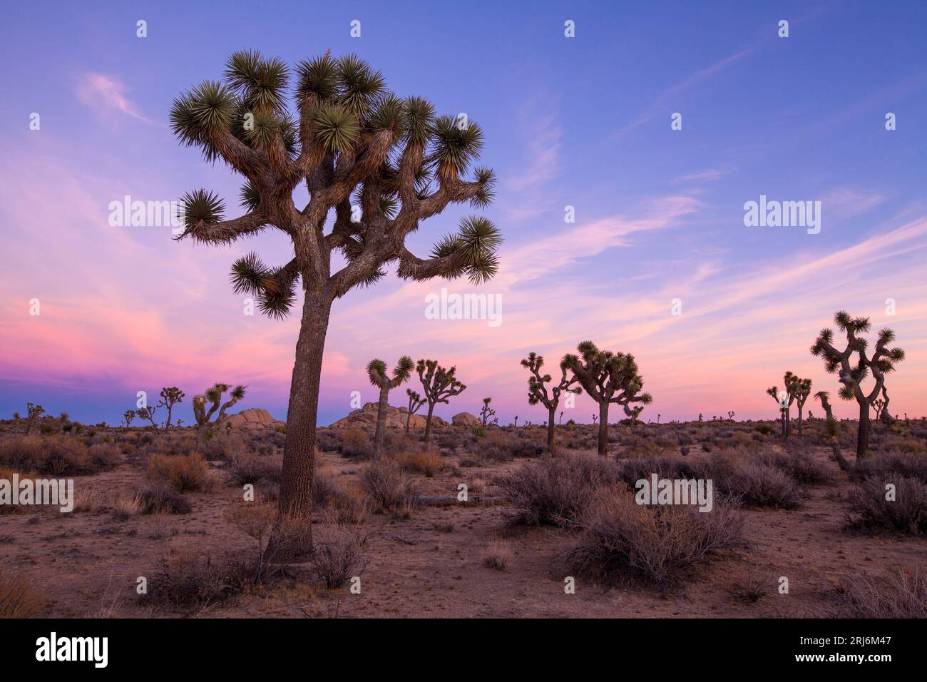 A peaceful sunset view of Joshua Tree National Park, California ...