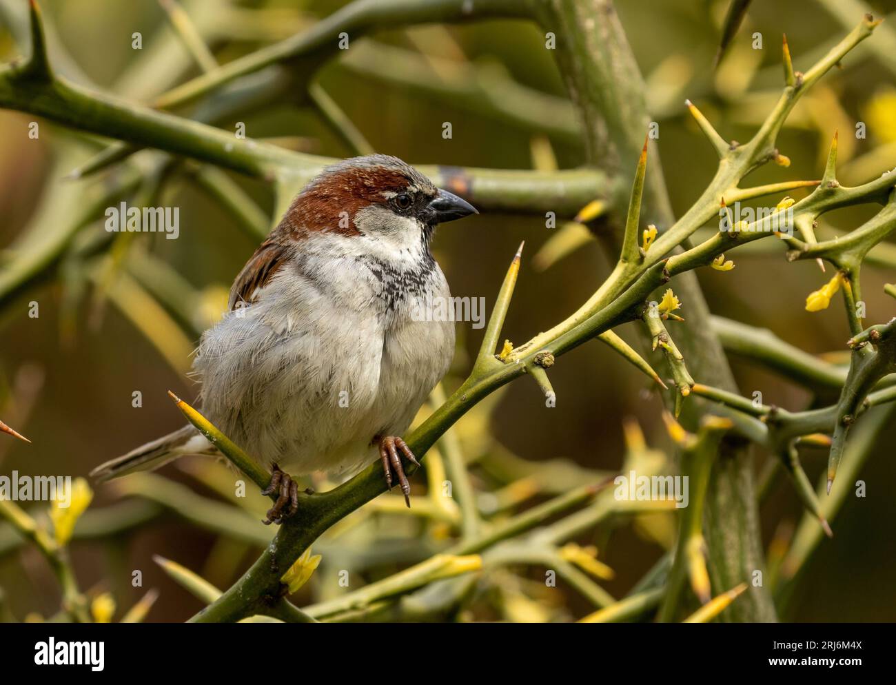 A cheerful little male sparrow basks in the sunshine while perched atop ...