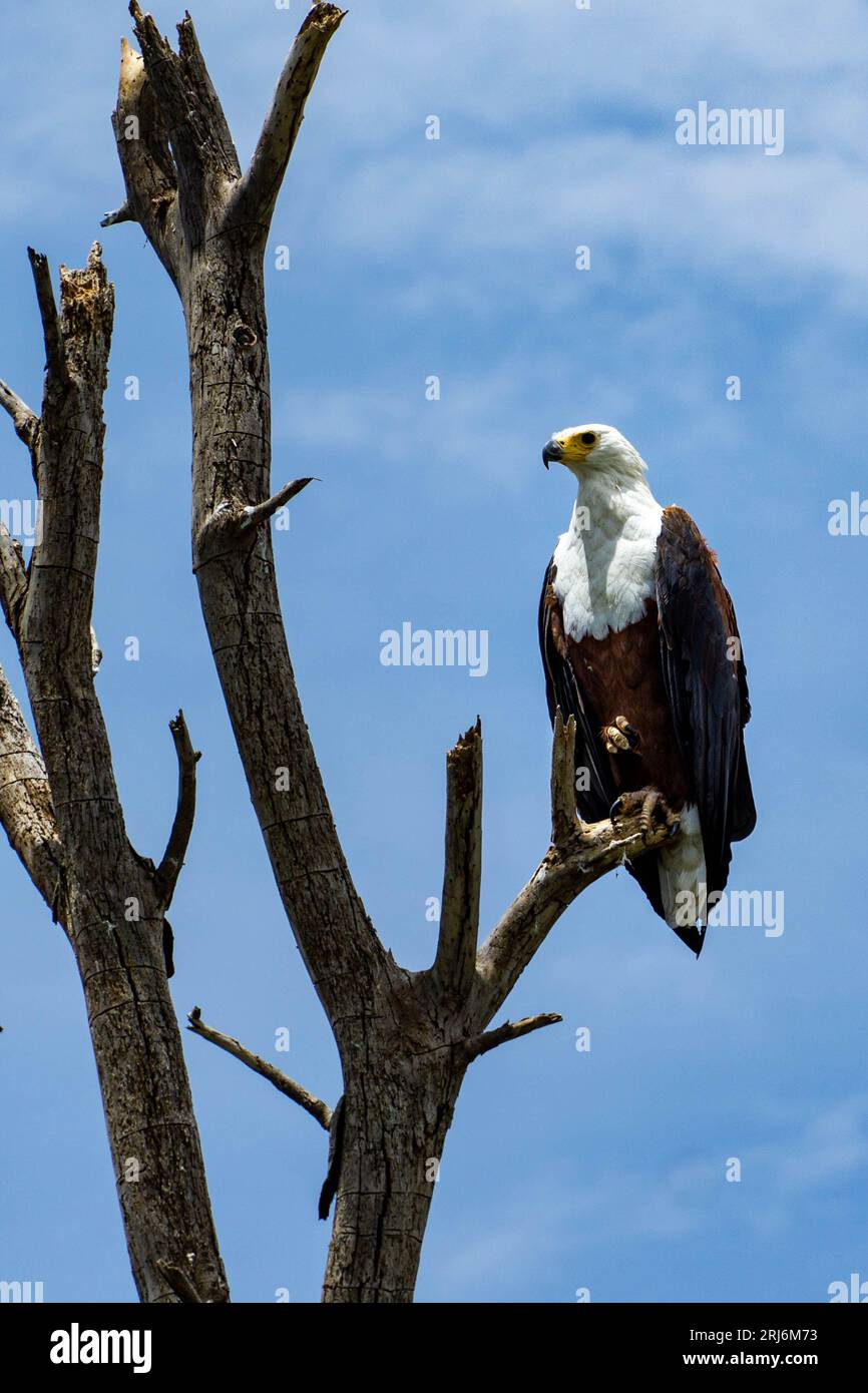 Eagle sitting tree naivasha hi-res stock photography and images - Alamy