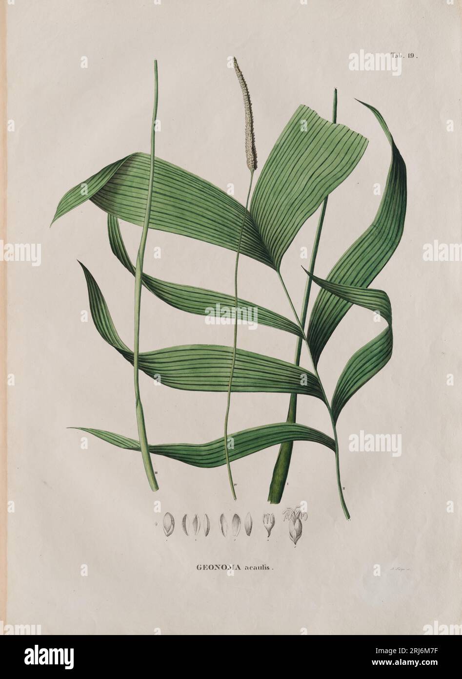 Geonoma hi-res stock photography and images - Alamy