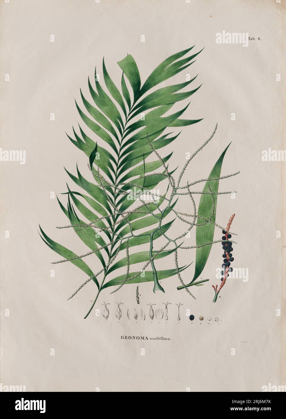 Geonoma multiflora hi-res stock photography and images - Alamy