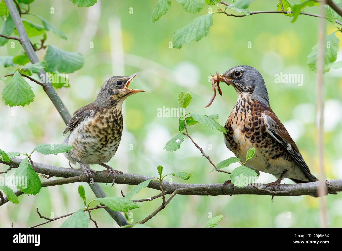 The fieldfare feeding its young offspring Stock Photo - Alamy
