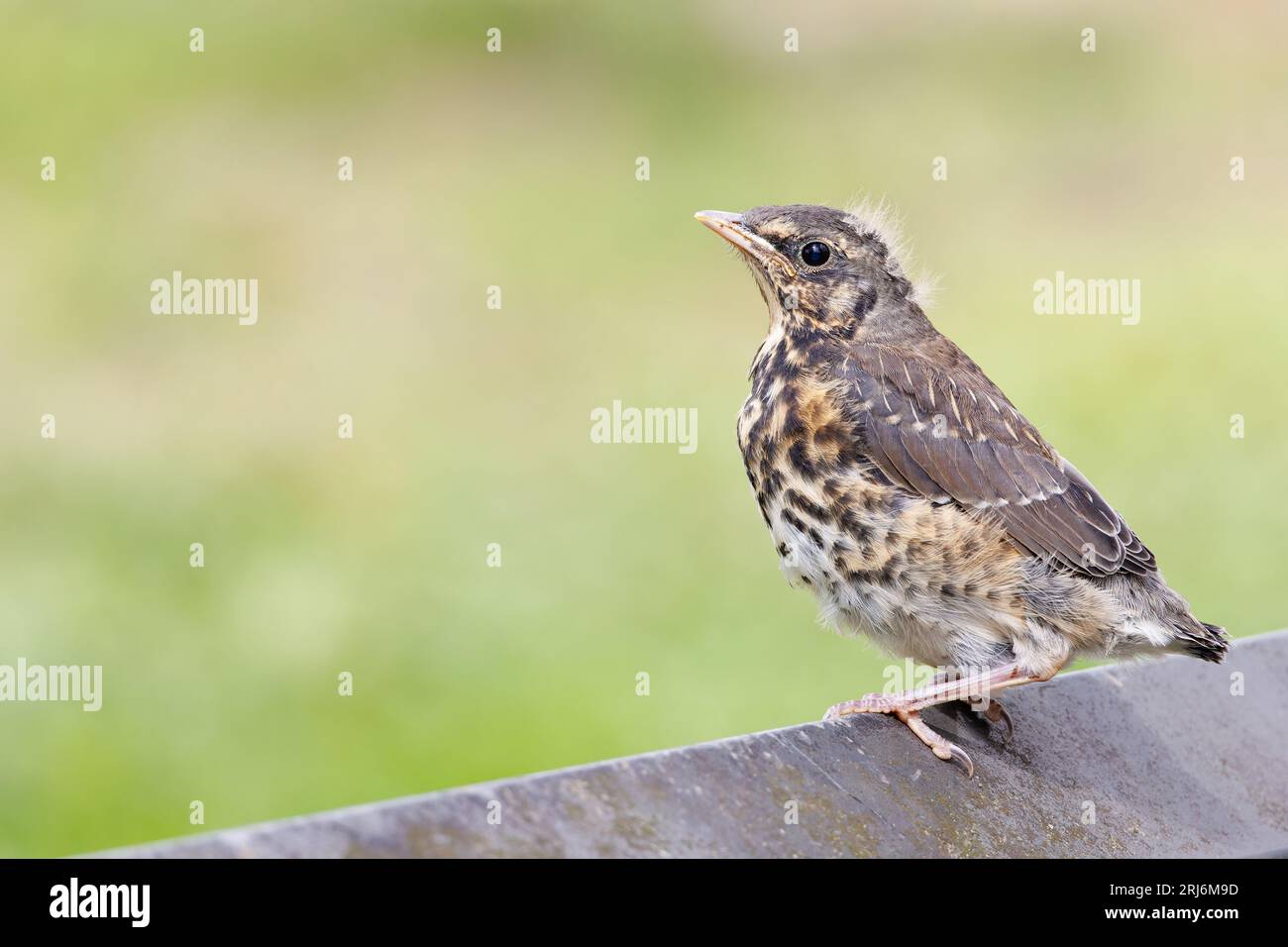 Closeup shot fieldfare bird hi-res stock photography and images - Alamy
