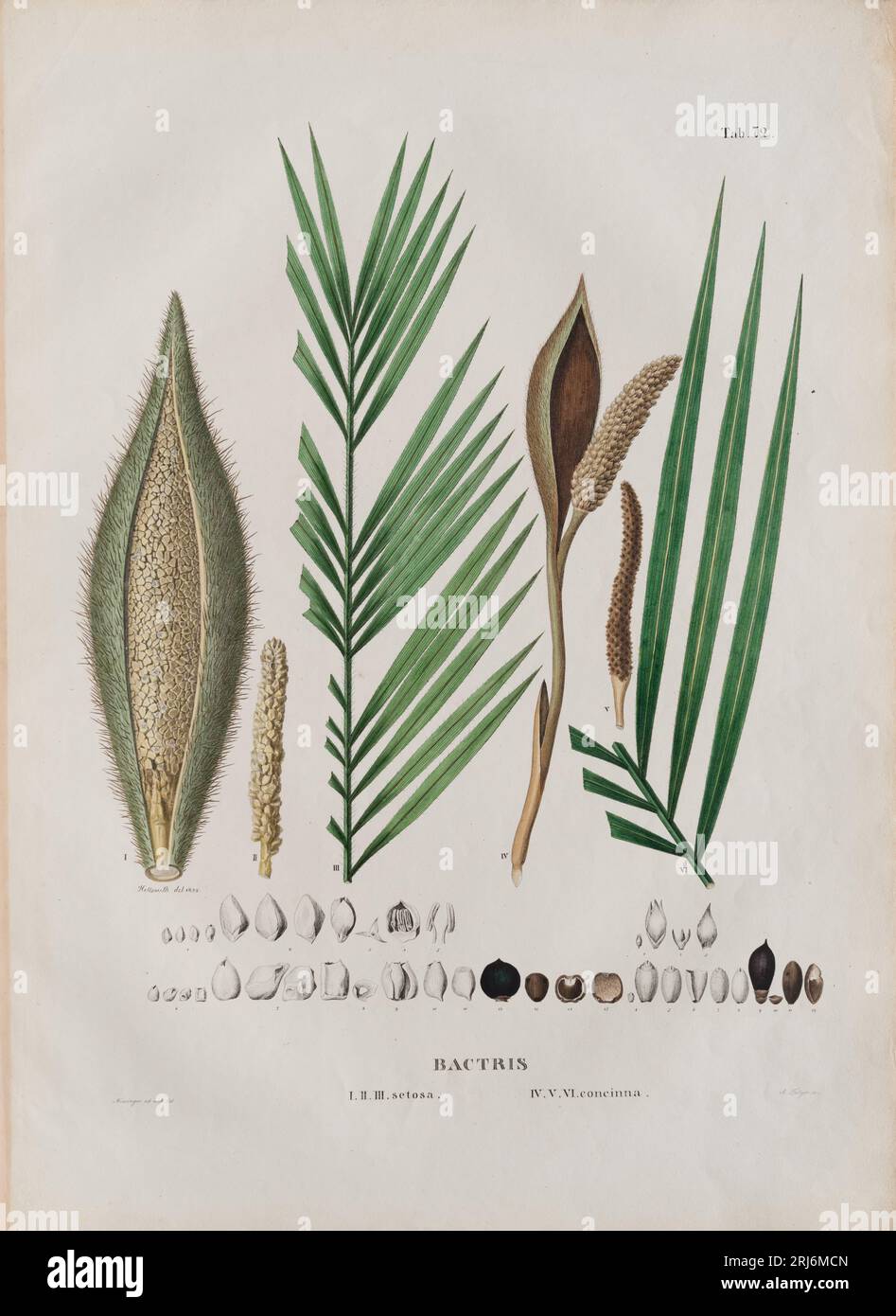 Bactris I II III setora. IV V VI concinna by Anton Falger Stock Photo ...