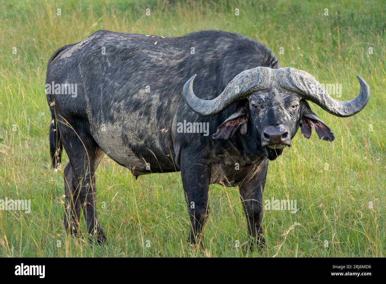 Nils rek hi-res stock photography and images - Alamy
