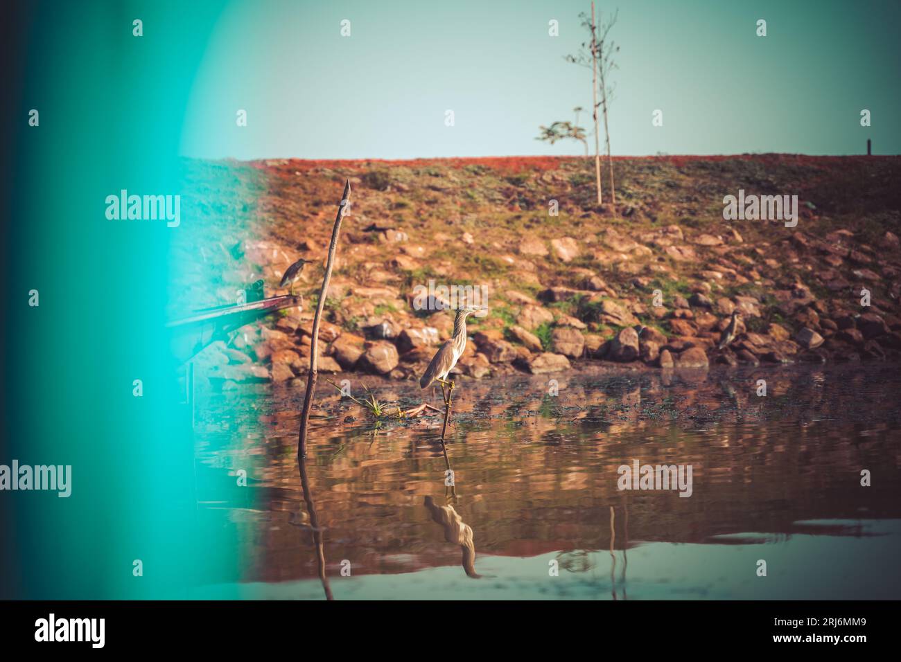 A bittern bird stands amongst the lush vegetation of Mangalajodi ...