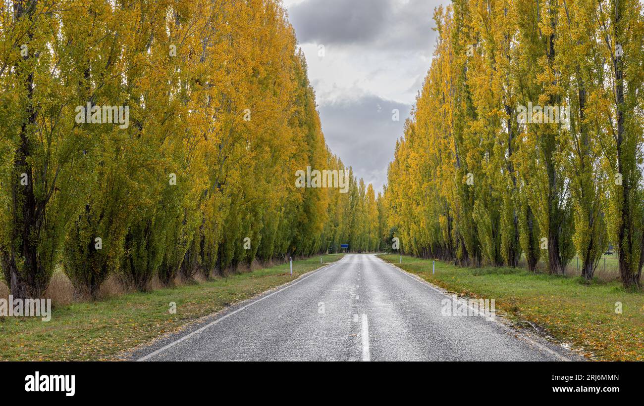 A long, straight, paved road winds through a lush green forest, with ...