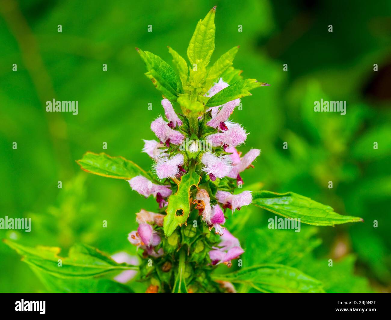 A vibrant pink Common motherwort illuminated by the sunlight, creating ...