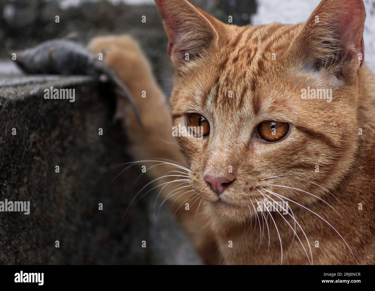 Dead ginger cat hi-res stock photography and images - Alamy
