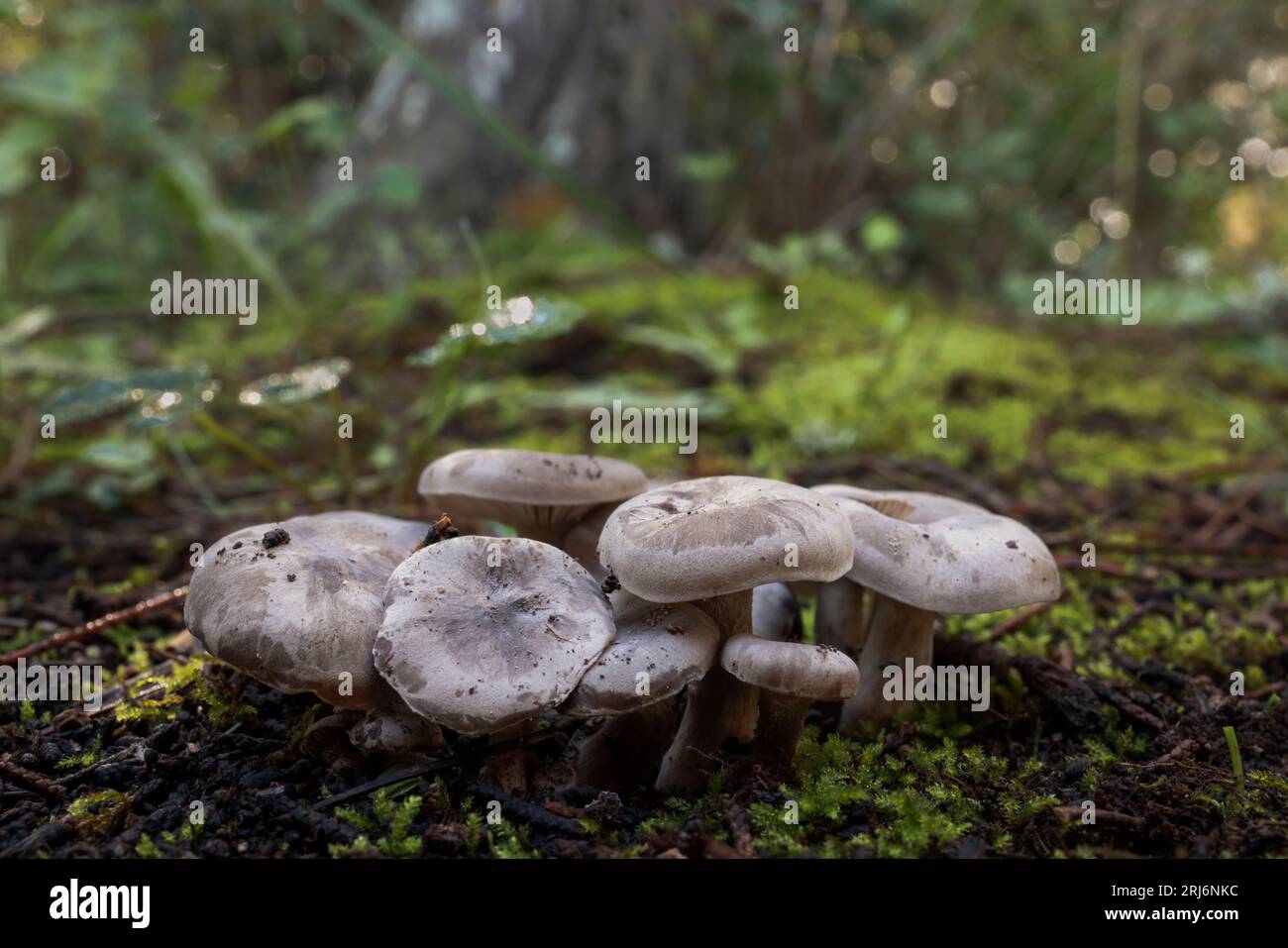 Lyophyllum littoralis hi-res stock photography and images - Alamy