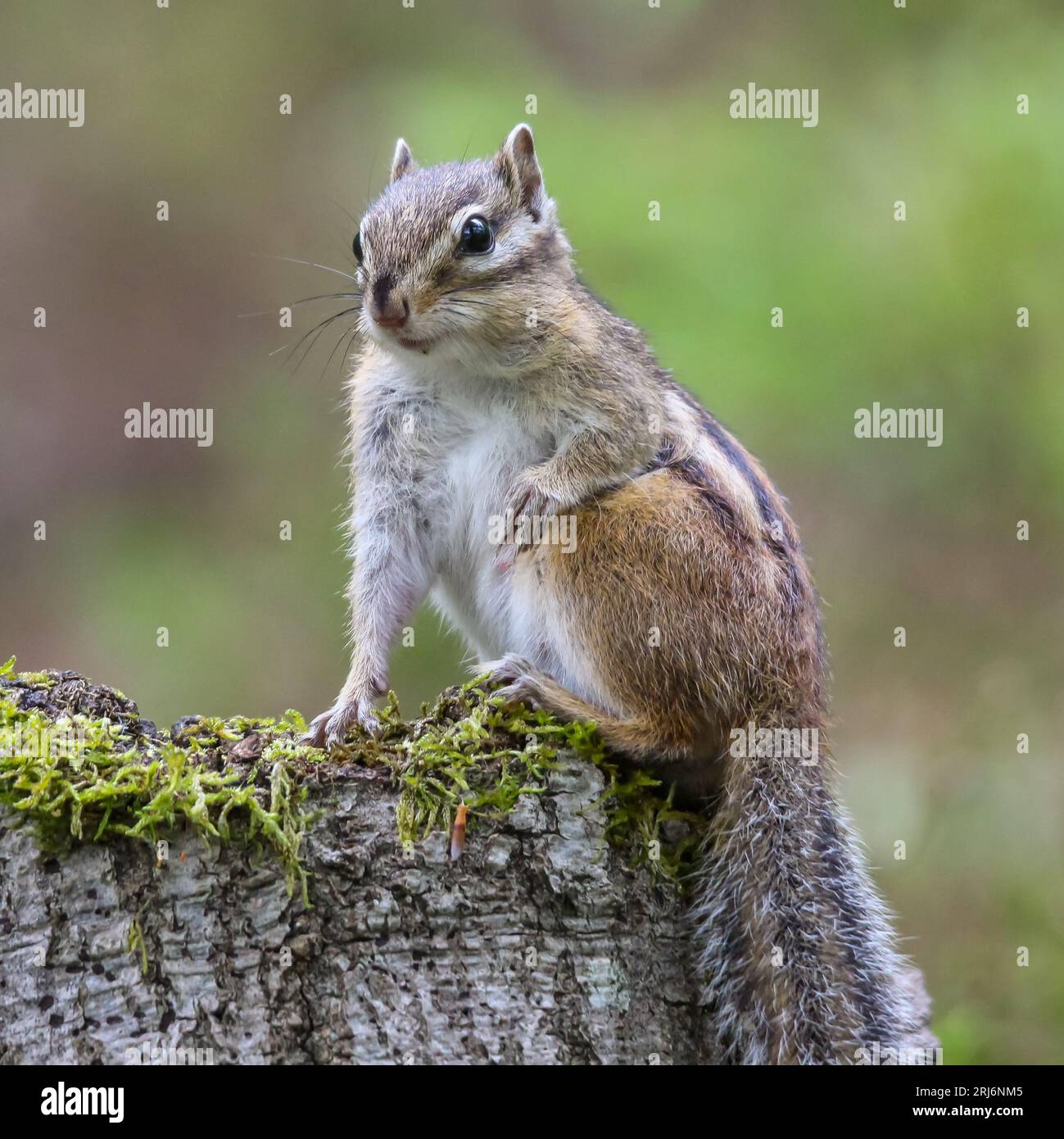 Neotamias dorsalis hi-res stock photography and images - Alamy