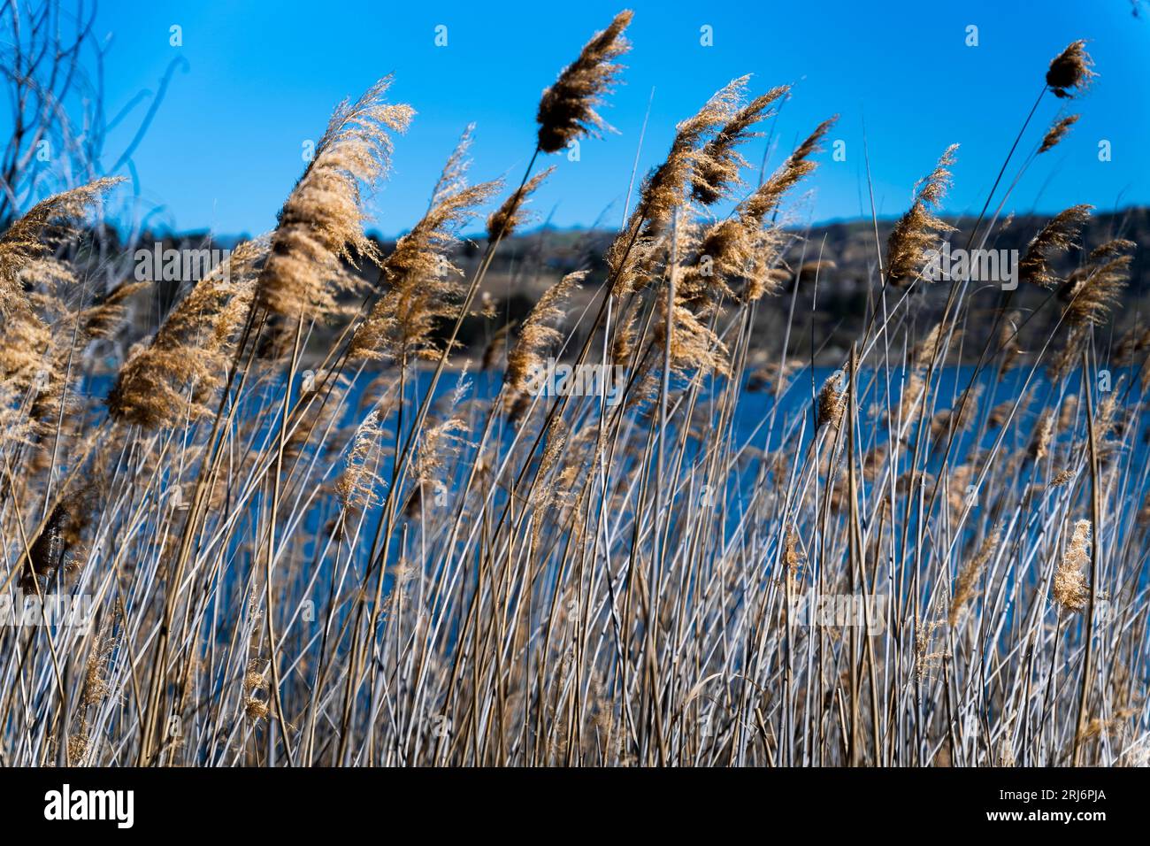 Grass sway hi-res stock photography and images - Alamy