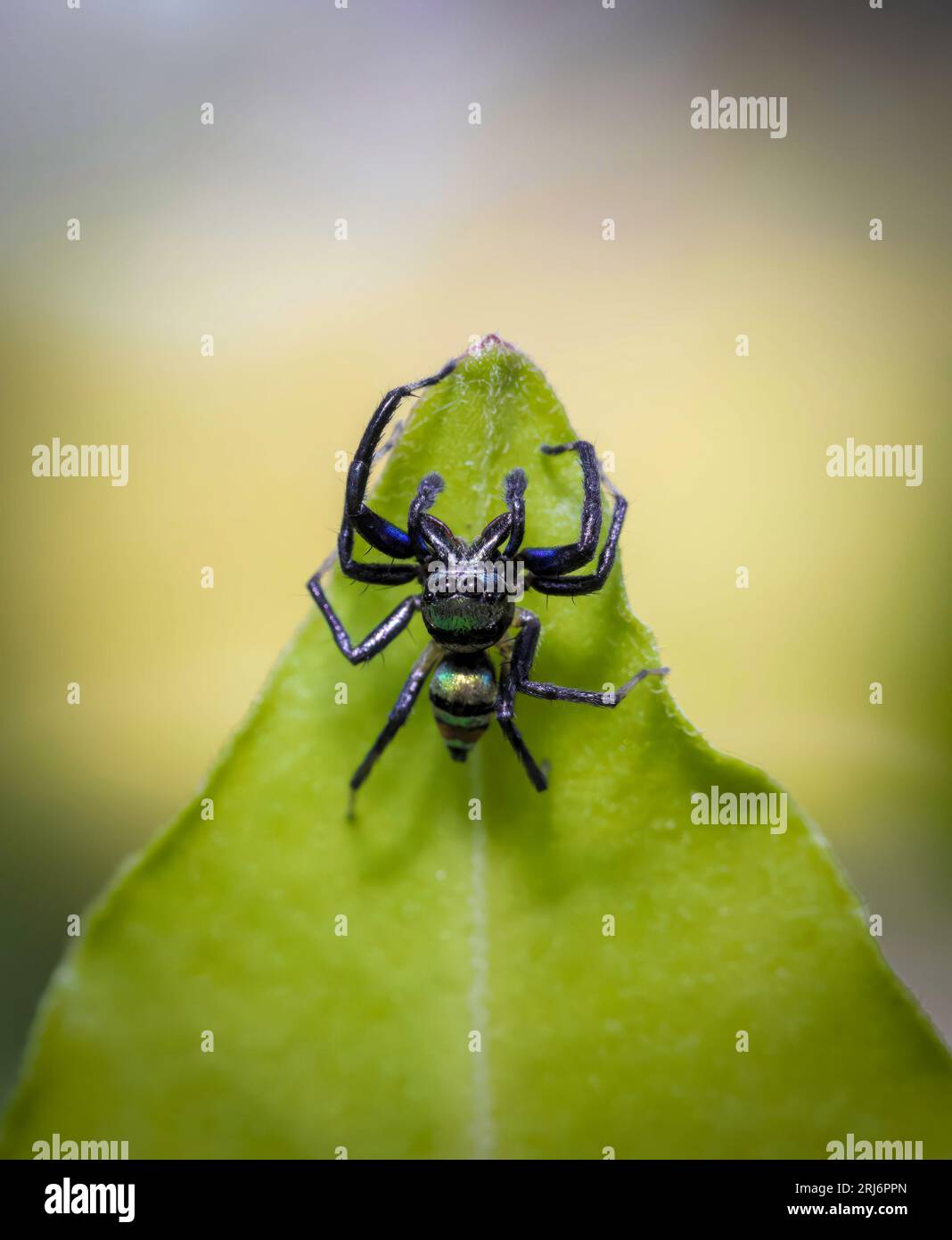 A beautiful and colourful jumping spider is hanging from a leaf.this ...